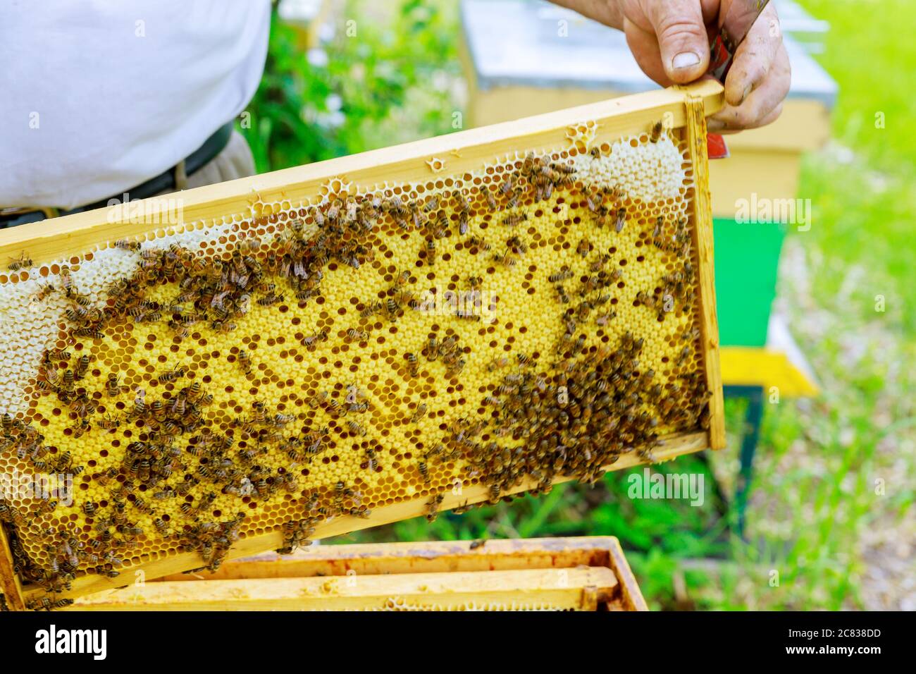 Beekeeper stands near the hives holding honeycomb in hive farm close up ...