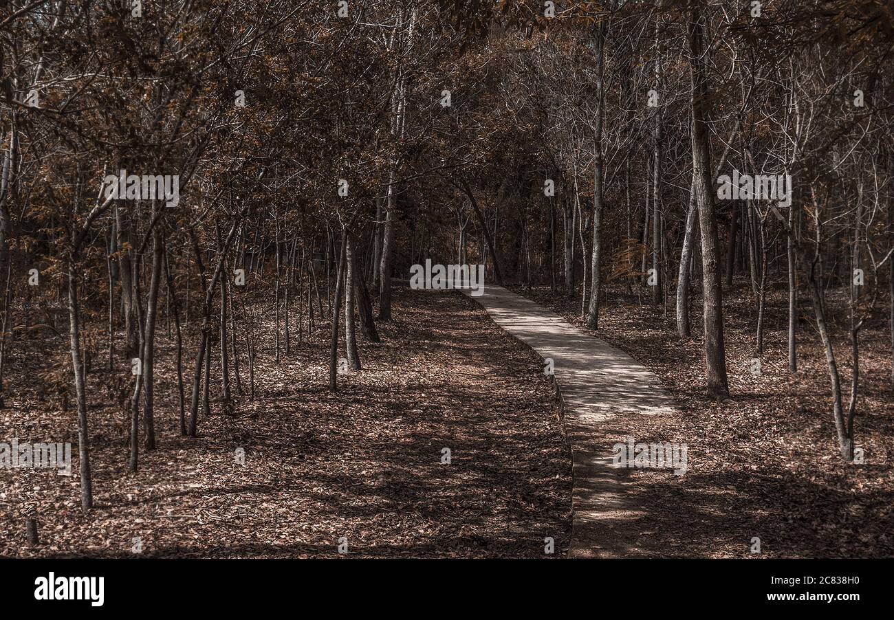 Gray path leading through a creepy park with dry brown trees Stock ...