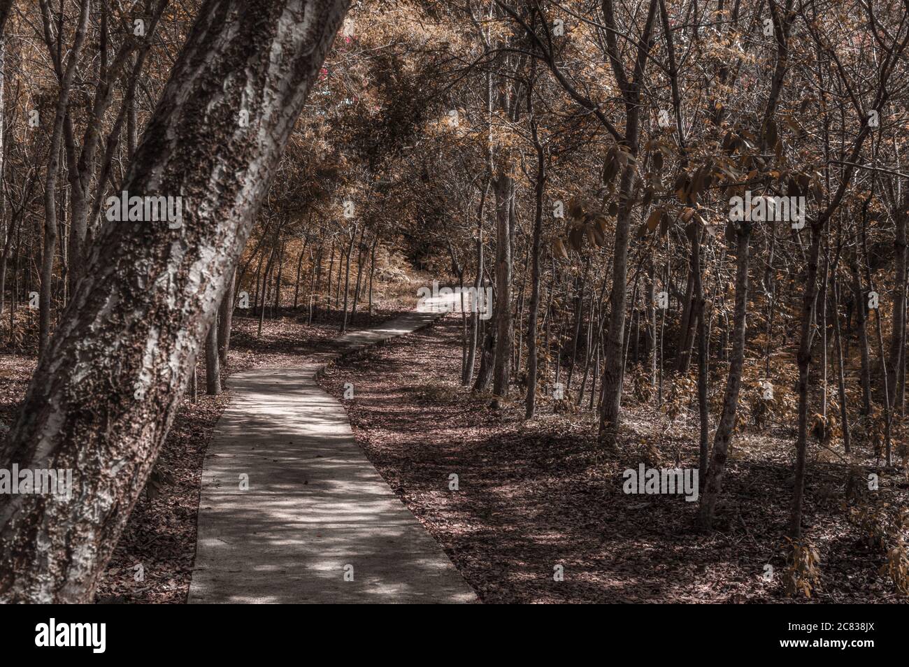 Gray path leading through a creepy park with dry brown trees Stock ...