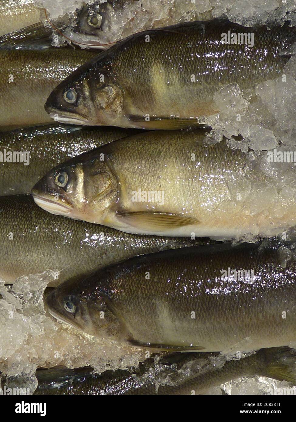 Vertical shot of fresh fish in ice in a bunch in the market Stock Photo ...