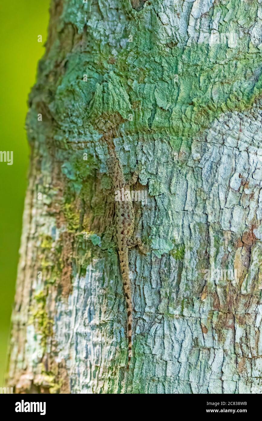 Canopy lizard hi-res stock photography and images - Alamy