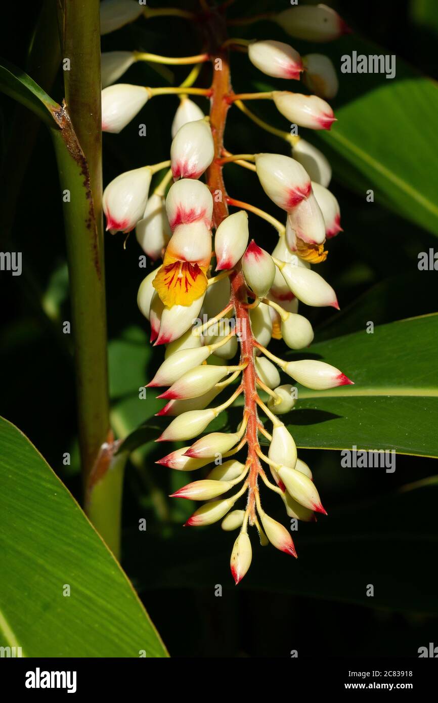 Beautiful and white Alpinia zerumbet flowers Stock Photo - Alamy