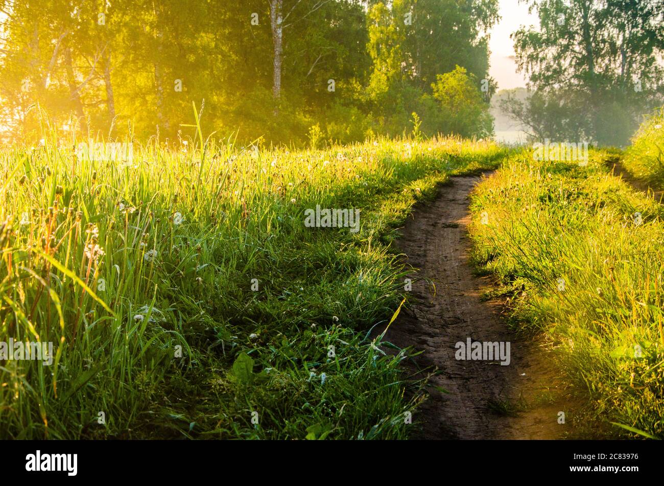 early morning. forest hiding in the fog. forest path Stock Photo - Alamy