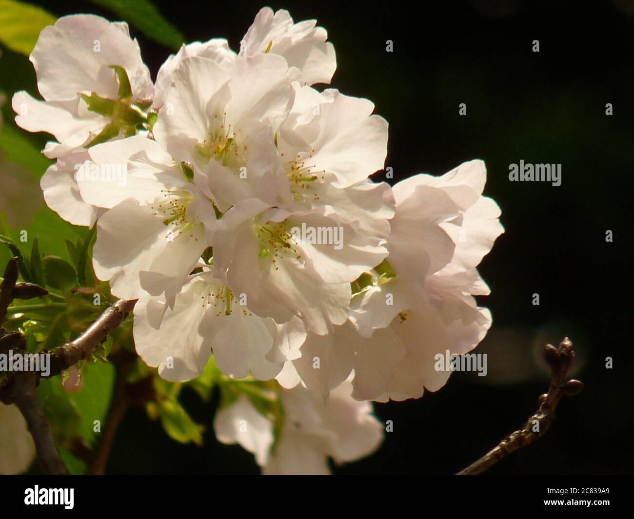 Beautiful and white Cherry Blossom flowers Stock Photo - Alamy