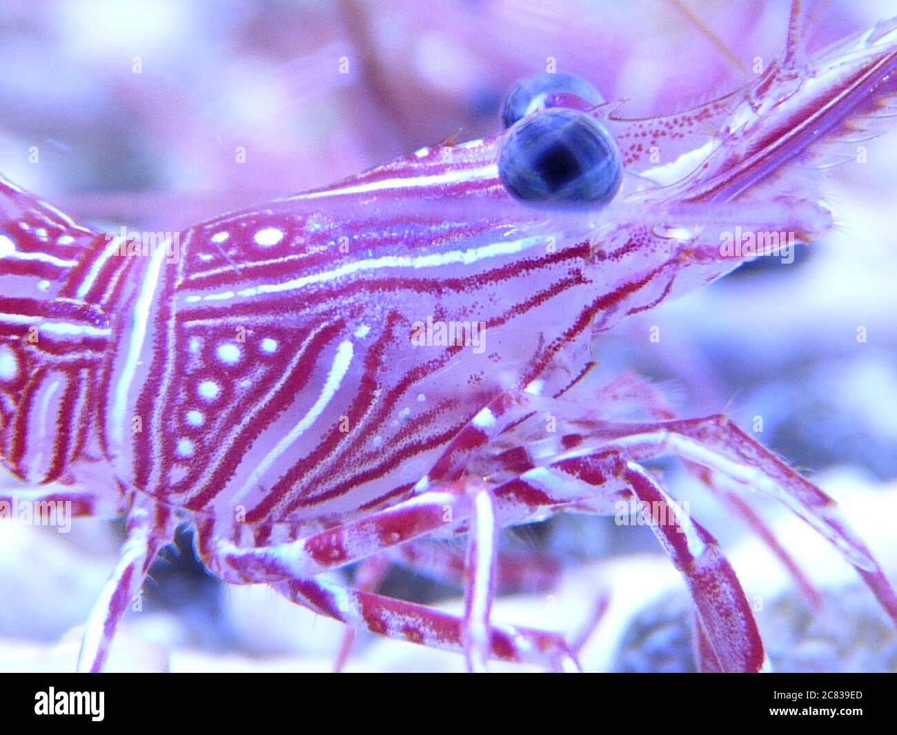 Camel shrimp hi-res stock photography and images - Alamy