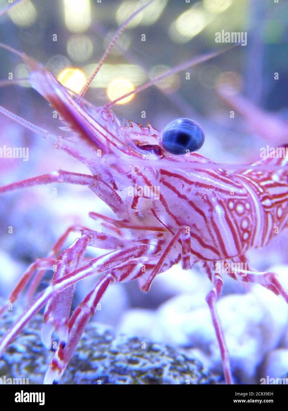 Camel shrimp hi-res stock photography and images - Alamy