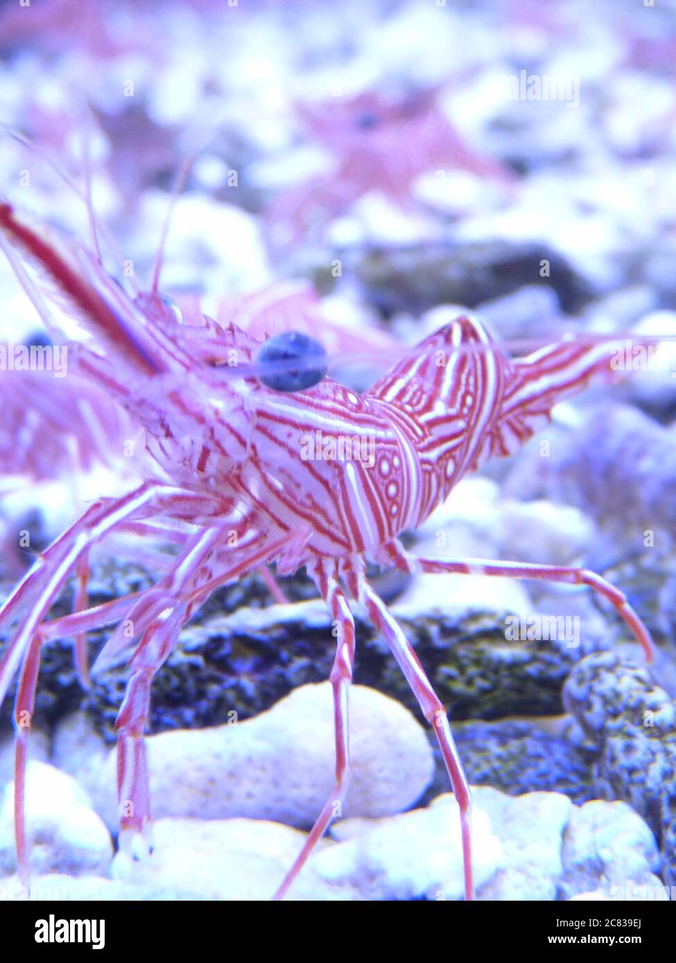 Camel shrimp hi-res stock photography and images - Alamy