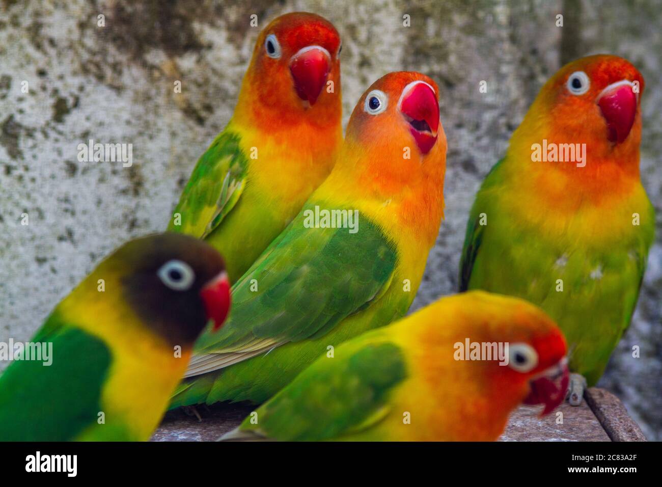 Cute, adorable and colourful love bird parrots Stock Photo - Alamy