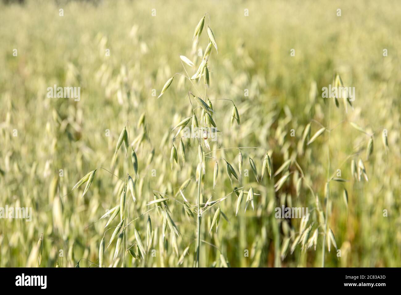 Field of oats for oatmeal. Close-up. Cobwebs on herb. Growing healthy ...