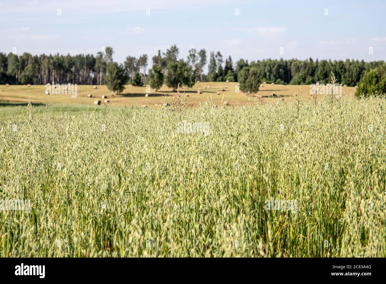 Field of oats for oatmeal. Growing healthy and natural food ...