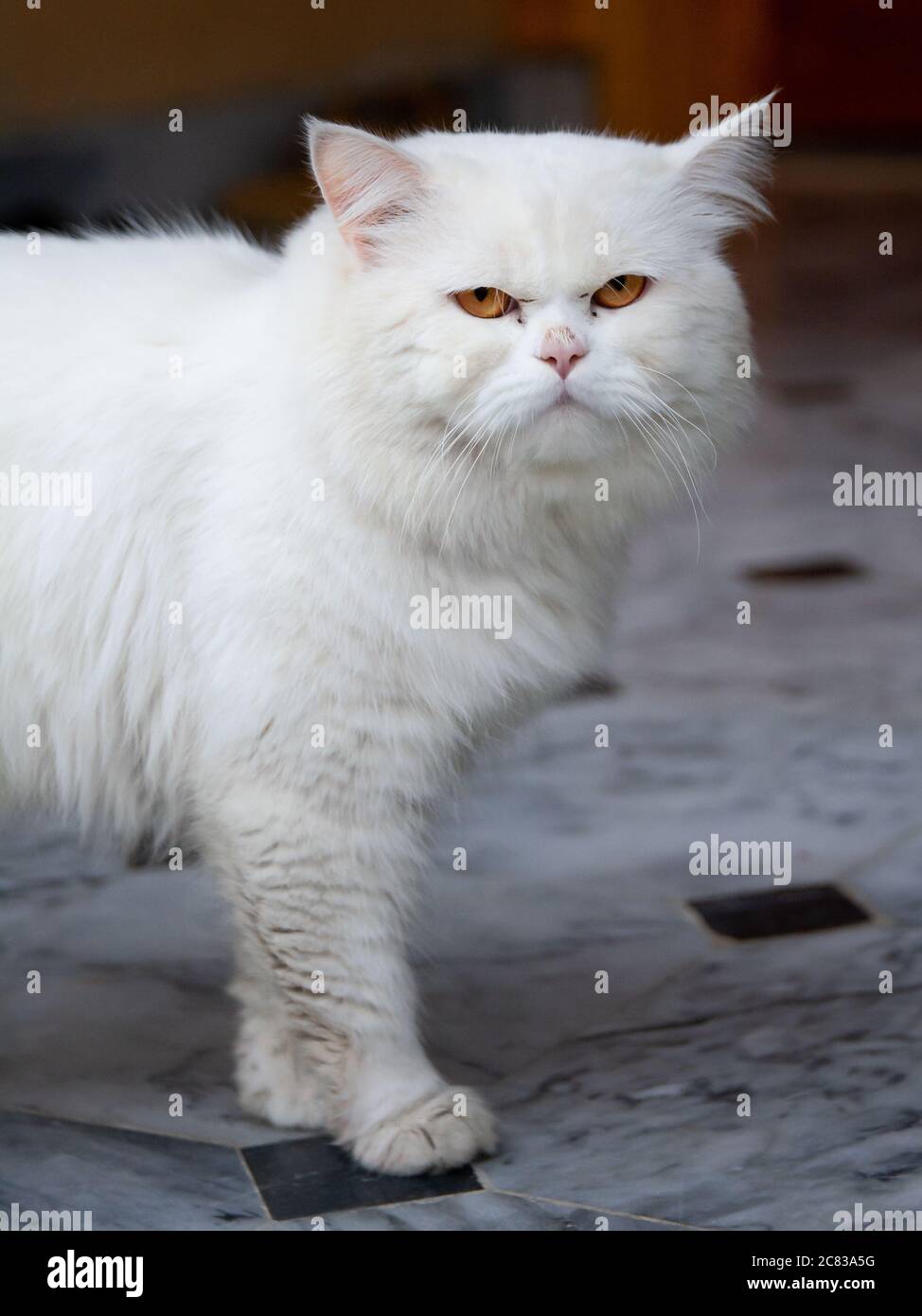 Vertical shot of a furry german cat isolated in a blurred background ...