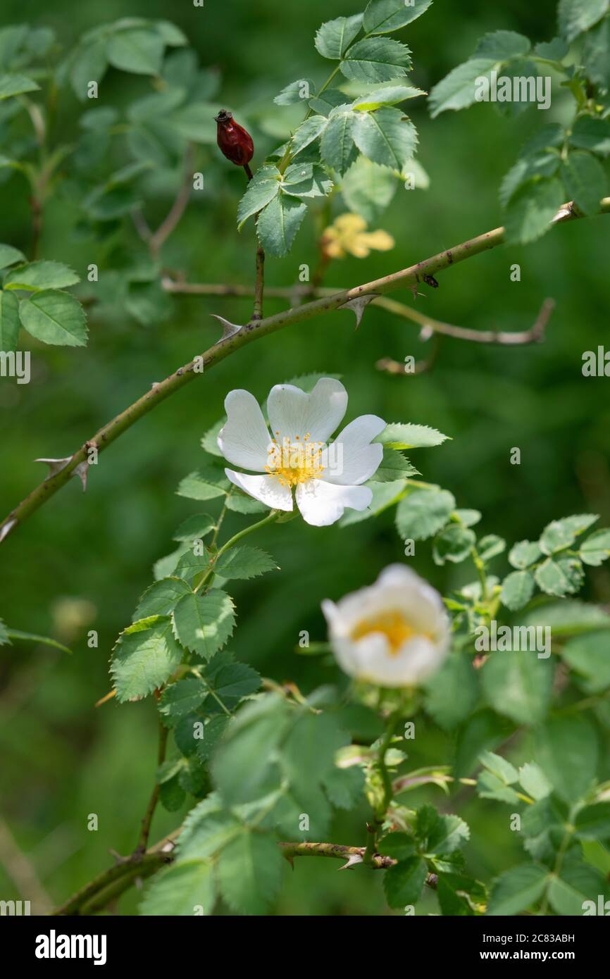 Rosa Canina. White Dog rose in the english countryside Stock Photo - Alamy