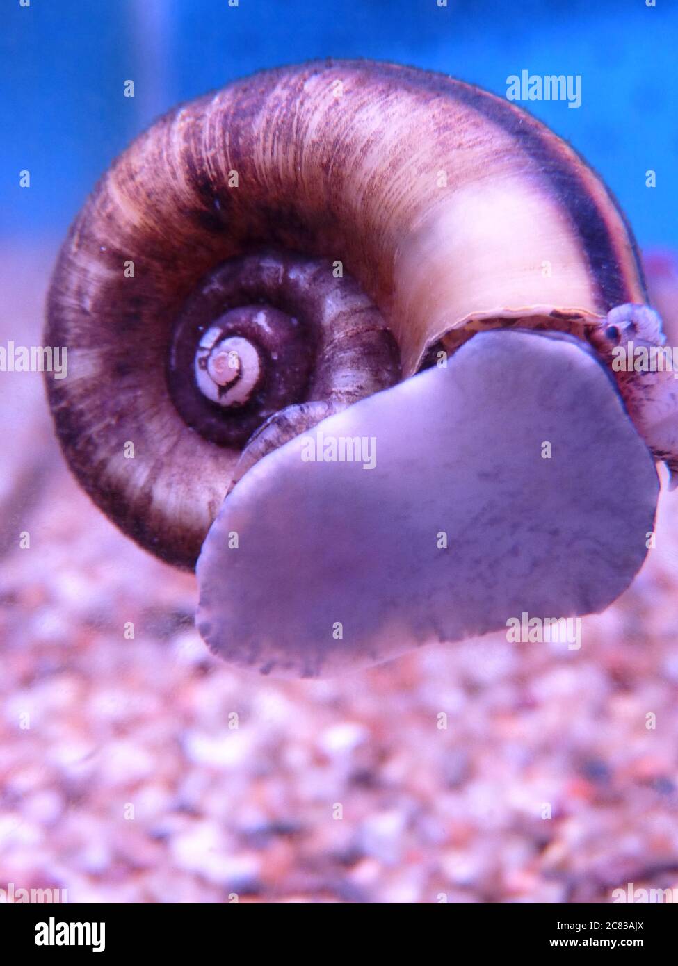 Ramshorn snails hi-res stock photography and images - Alamy