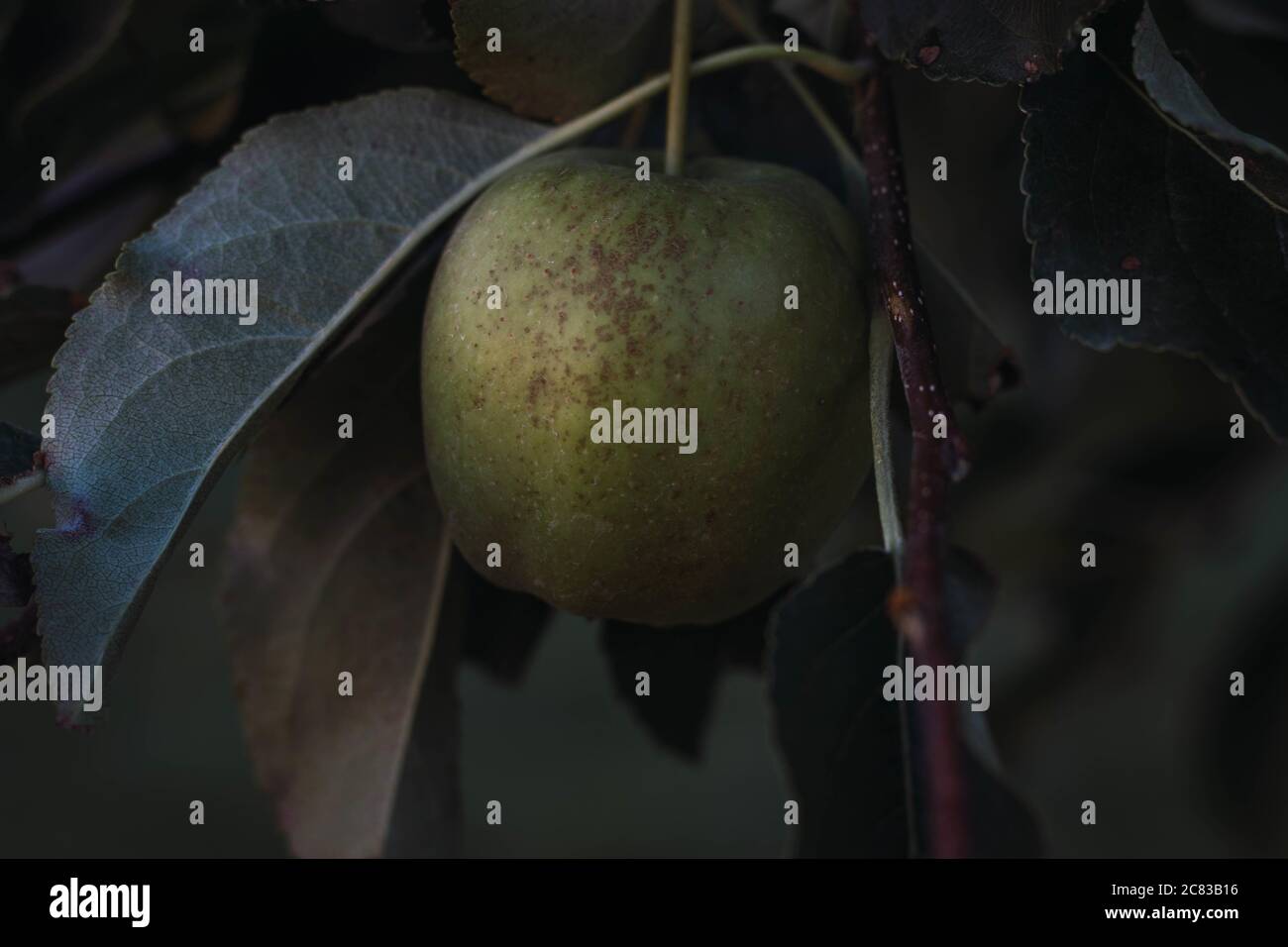 Closeup shot of the fresh ripe green apple on a tree Stock Photo - Alamy