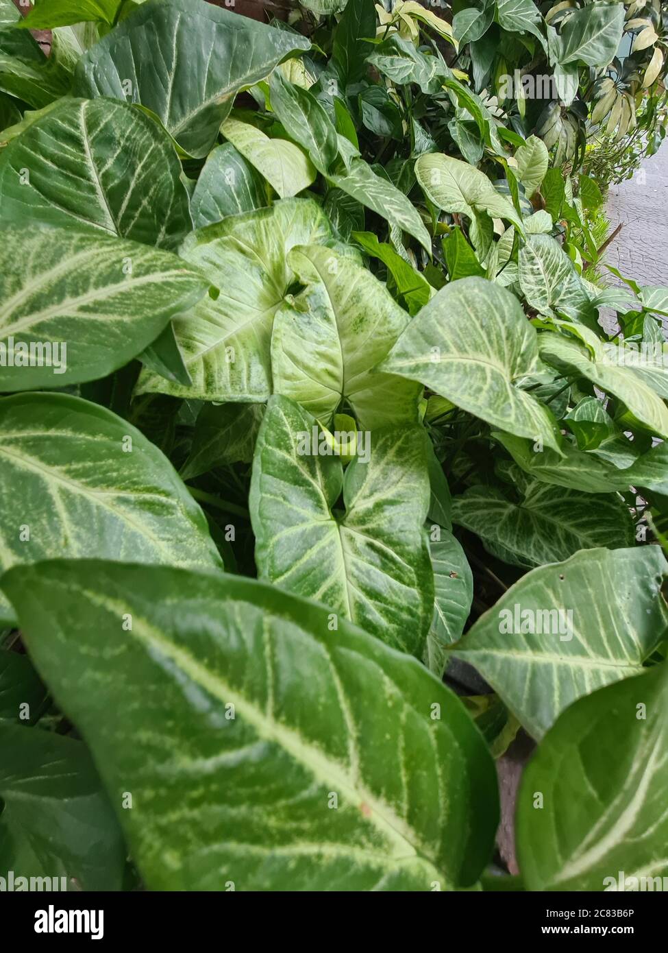 Large and beautiful leaves of the Syngonium with lines and patterns ...