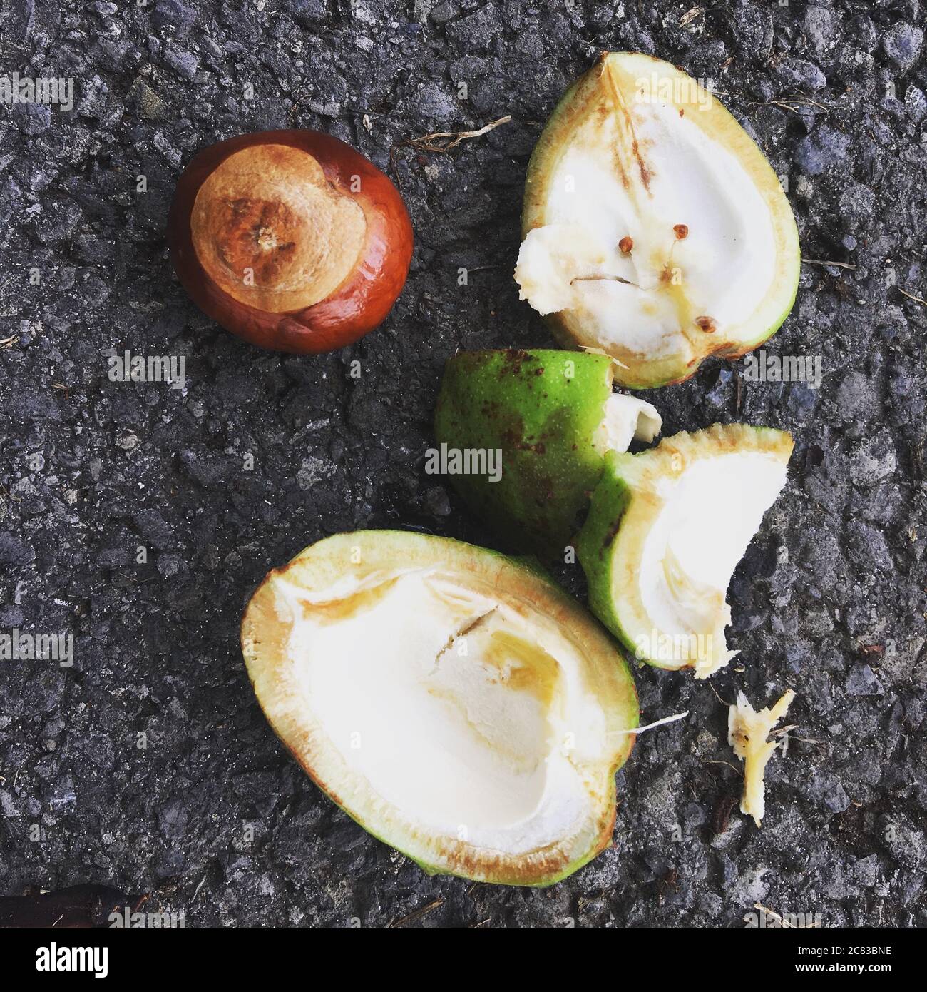 Conkers forest park hi-res stock photography and images - Alamy