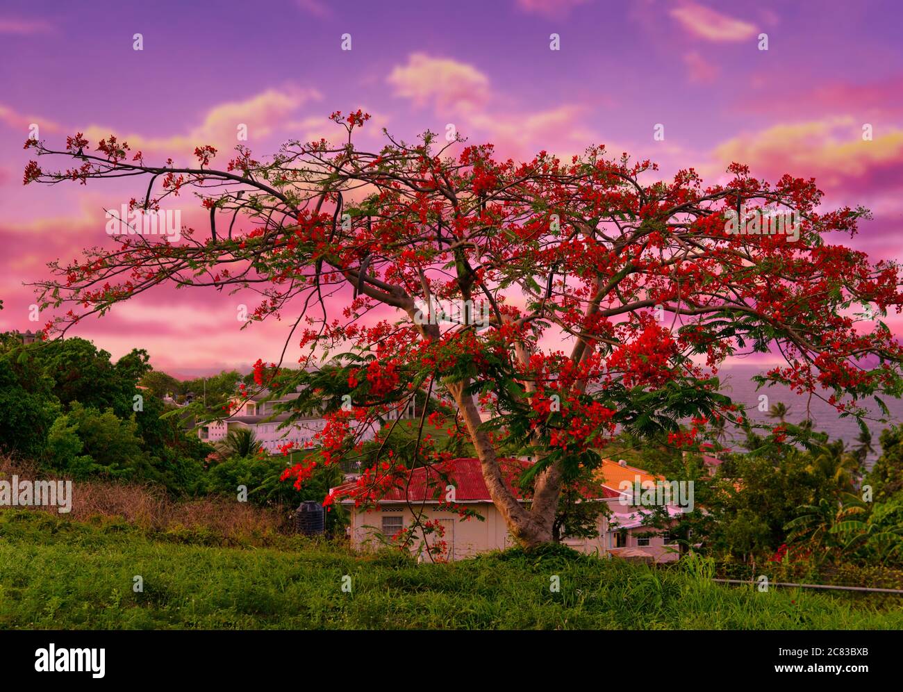 Beautiful Delonix regia tree with flowers and a purple sunset Stock ...