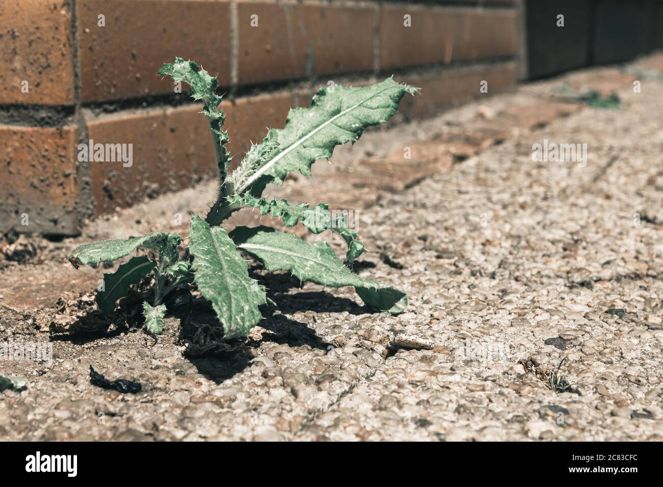 Thorny weed hi-res stock photography and images - Alamy