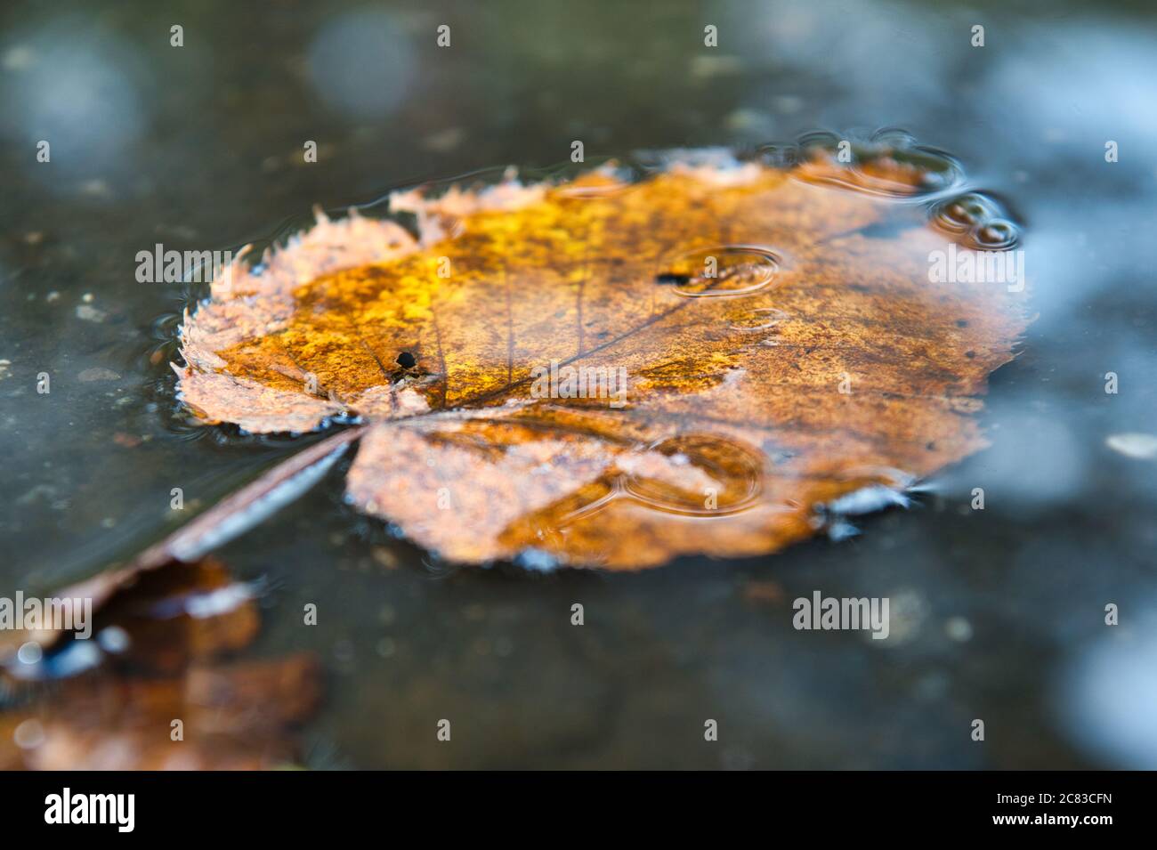 Yellow maple leaf It began to decay, immersed in an area with water ...