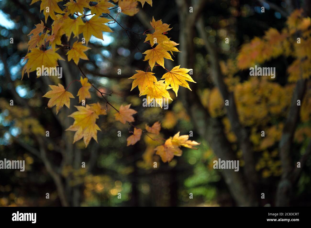 Maple leaves change color in autumn in the forest in Japan Stock Photo ...