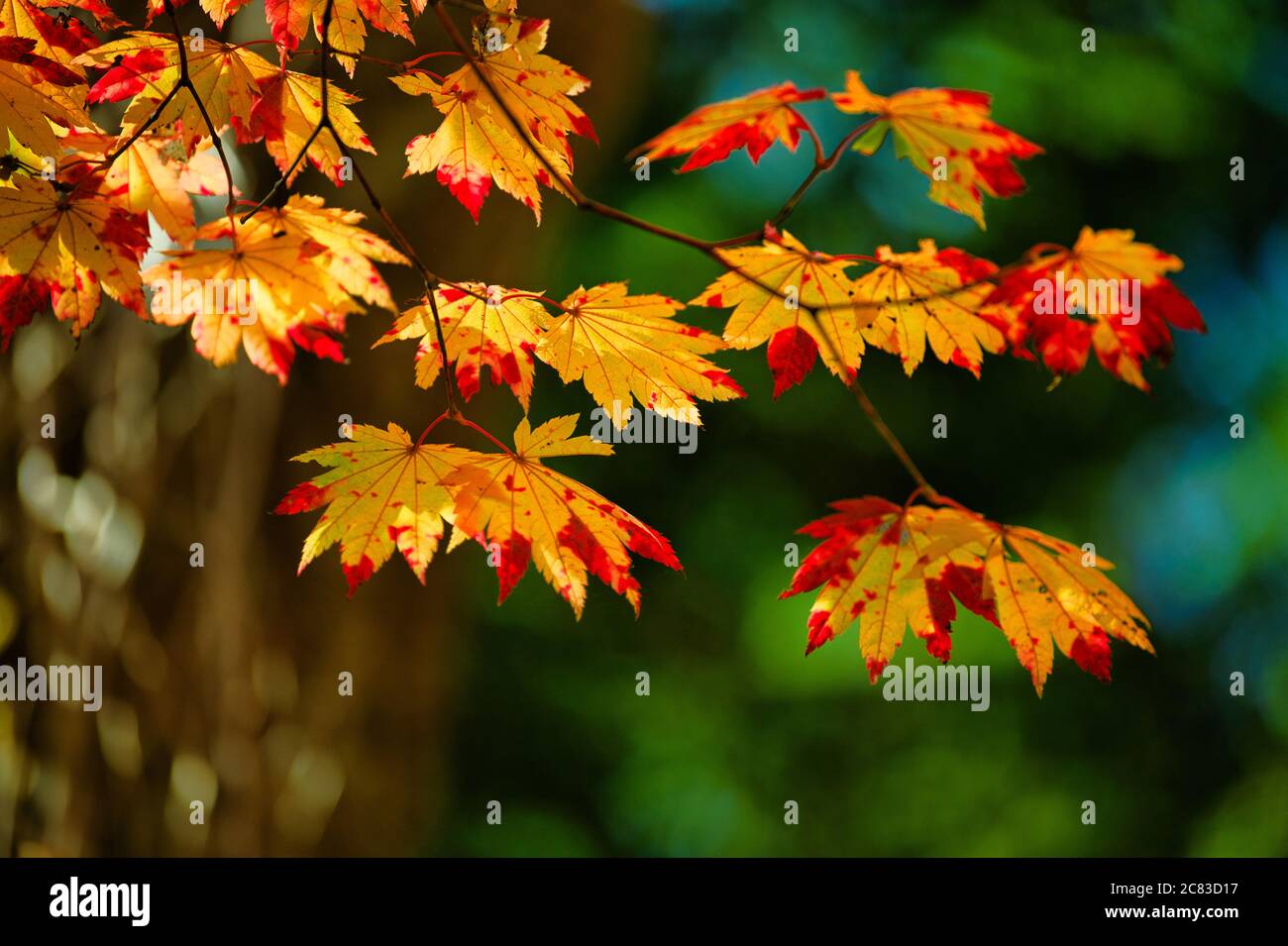 Maple leaves change color in autumn in the forest in Japan Stock Photo ...