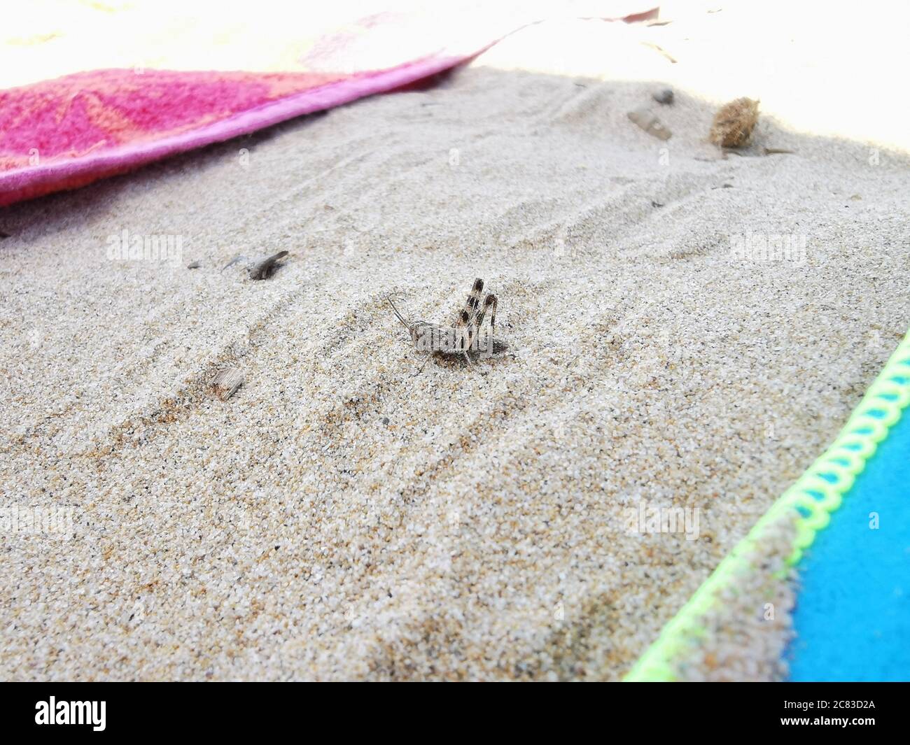 Closeup shot o a grasshopper on the sand in the beach Stock Photo - Alamy