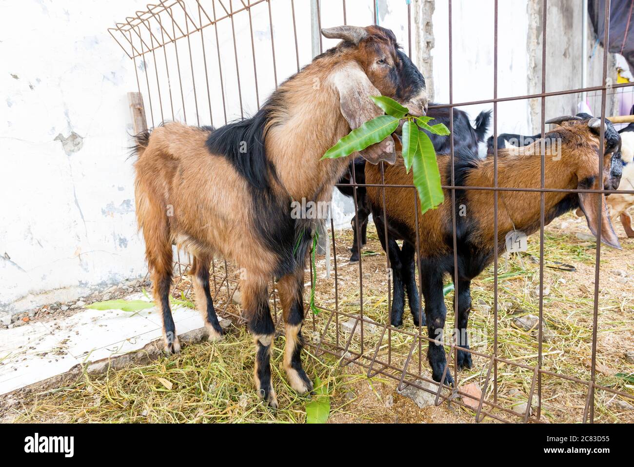 Sheep for slaughter to celebrate Eid Adha Stock Photo - Alamy
