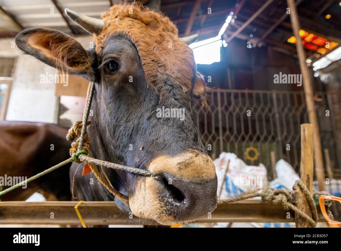 Cow for slaughter to celebrate Eid Adha Stock Photo - Alamy