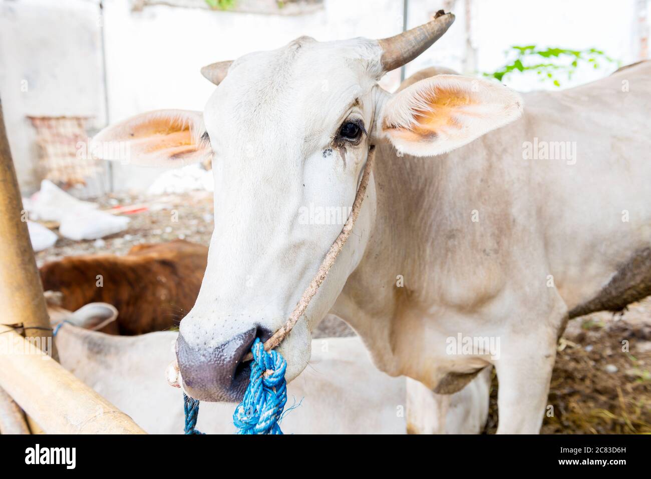Cow slaughter celebrate eid hi-res stock photography and images - Alamy