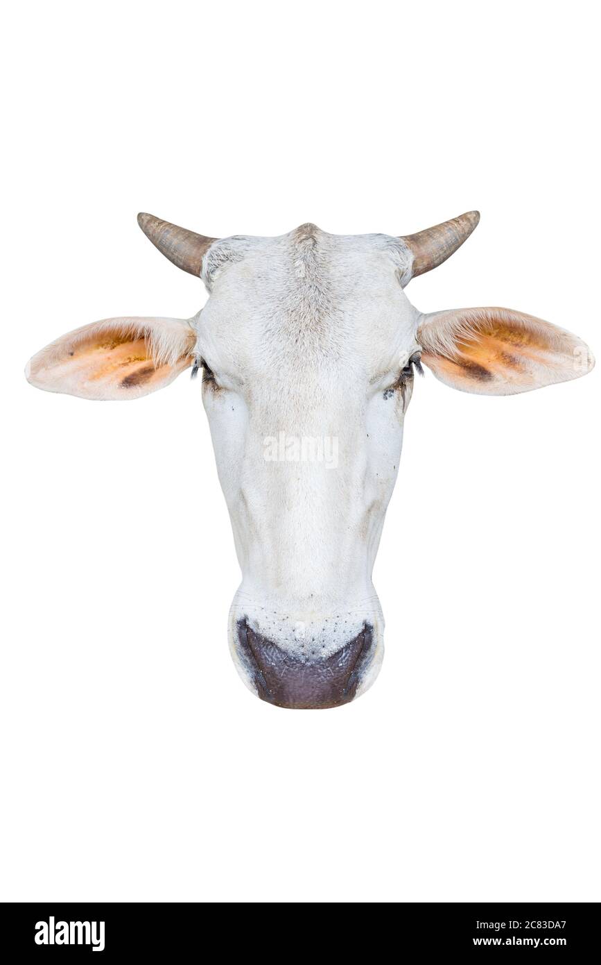 Cow head isolated over white background Stock Photo - Alamy