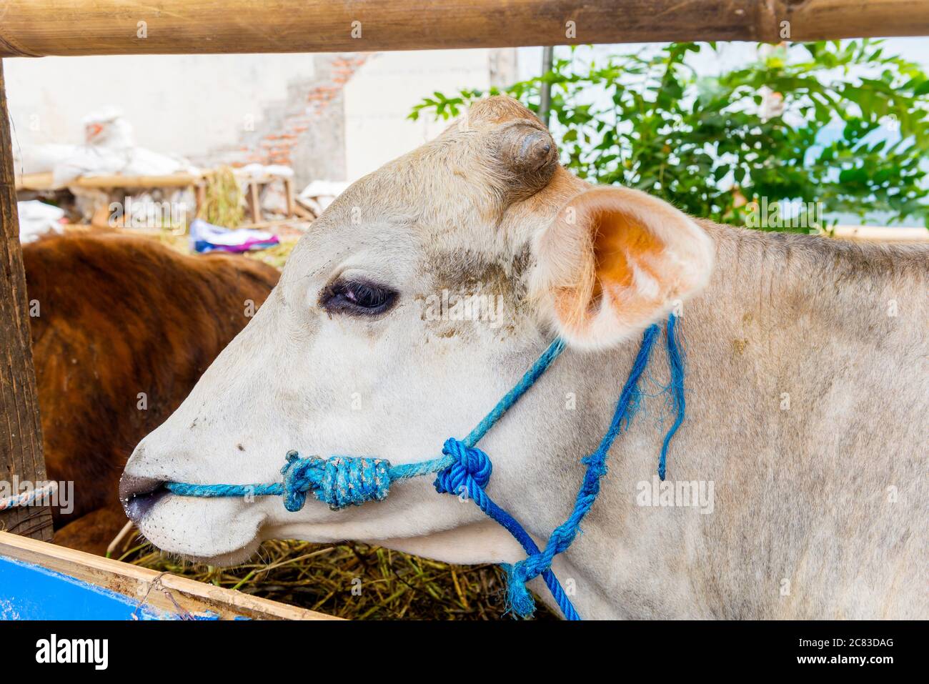 Cow for slaughter to celebrate Eid Adha Stock Photo - Alamy