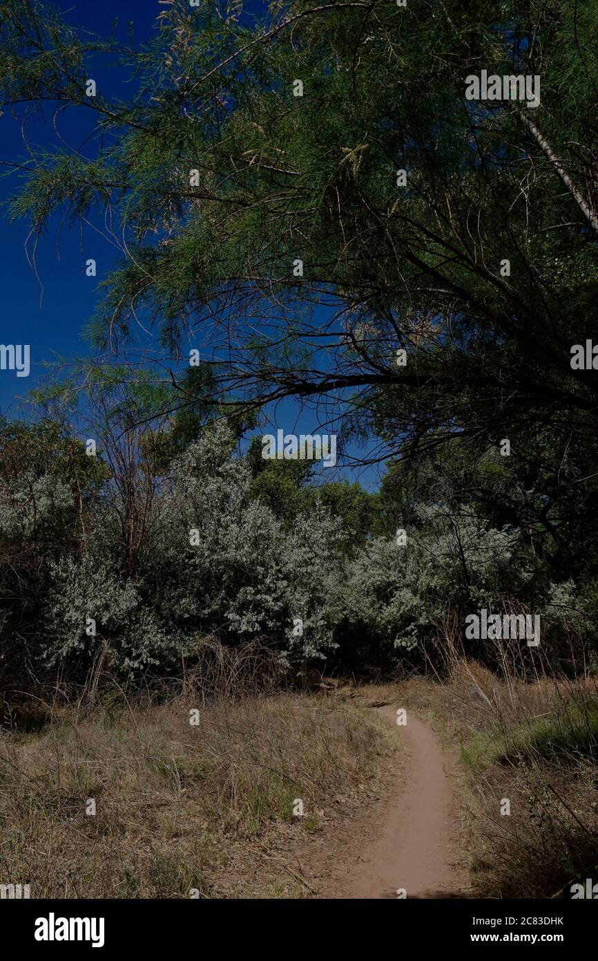 A dirt walking path through a Forrest full of trees Stock Photo - Alamy
