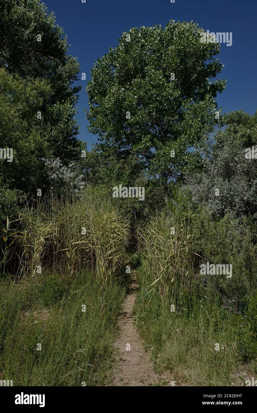 A dirt walking path through a Forrest full of trees Stock Photo - Alamy