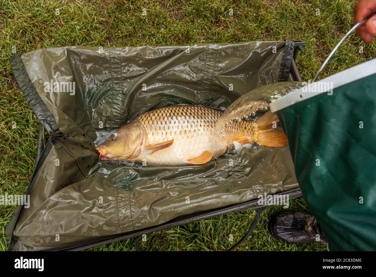 Live carp in a swing caught by sunrise Stock Photo - Alamy