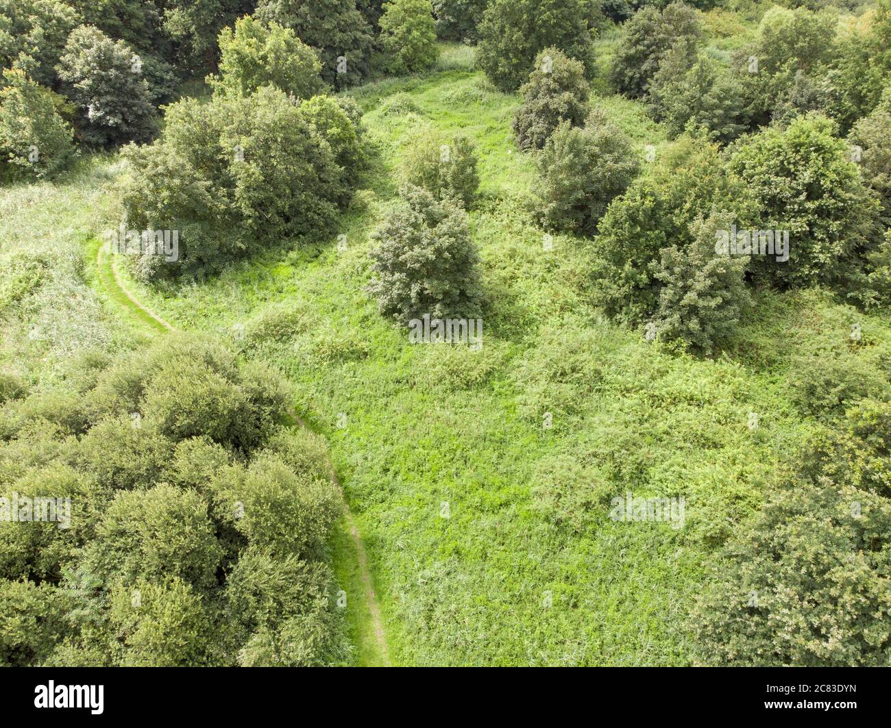 Green forest with bushes and spruce trees Stock Photo - Alamy