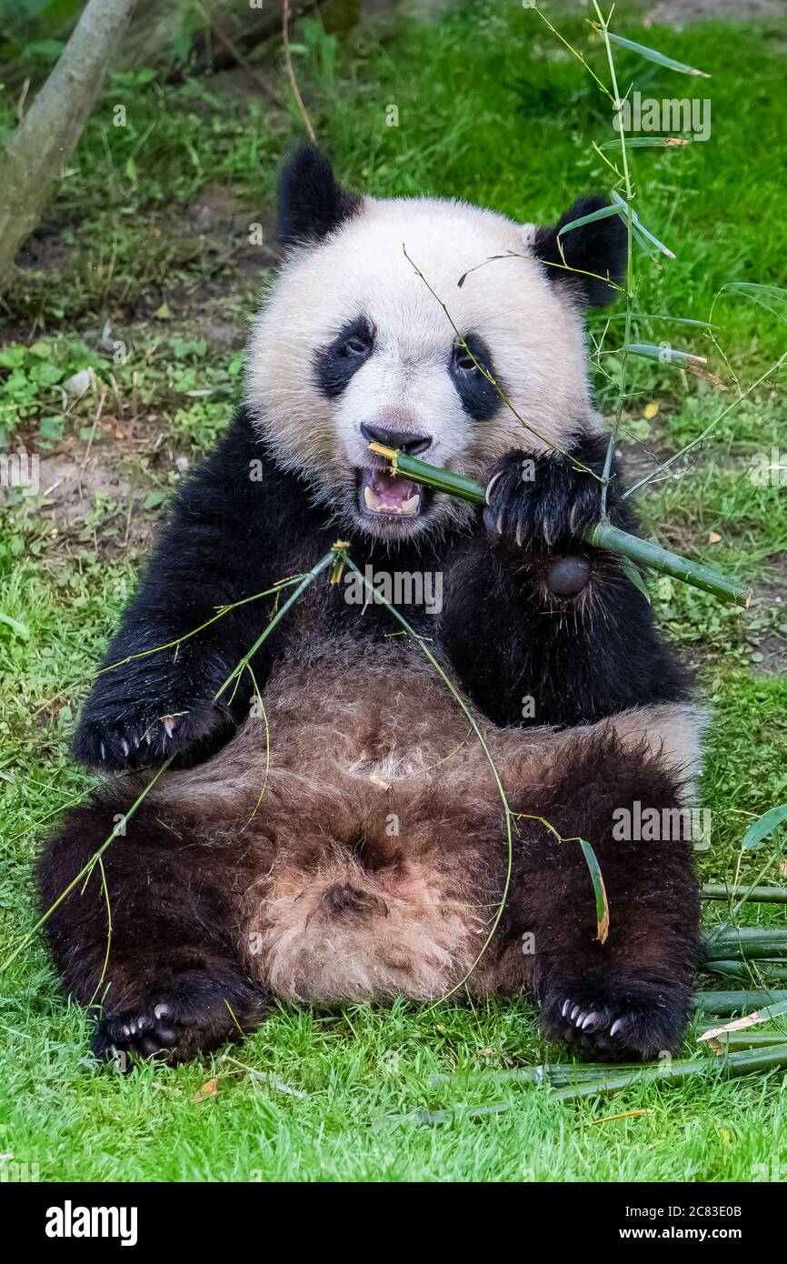 Panda Bear Teeth High Resolution Stock Photography and Images - Alamy