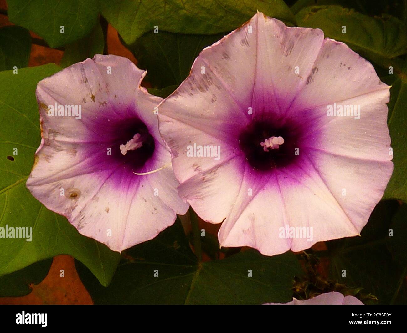 Sea moonflower hi-res stock photography and images - Alamy