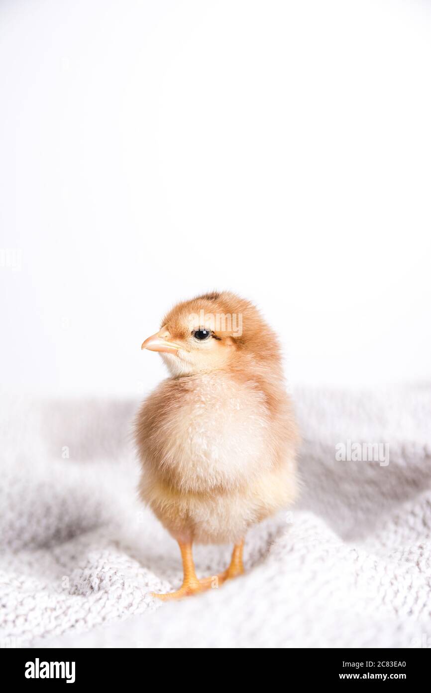 Closeup shot of a brown chick on a cloth with a white background Stock ...