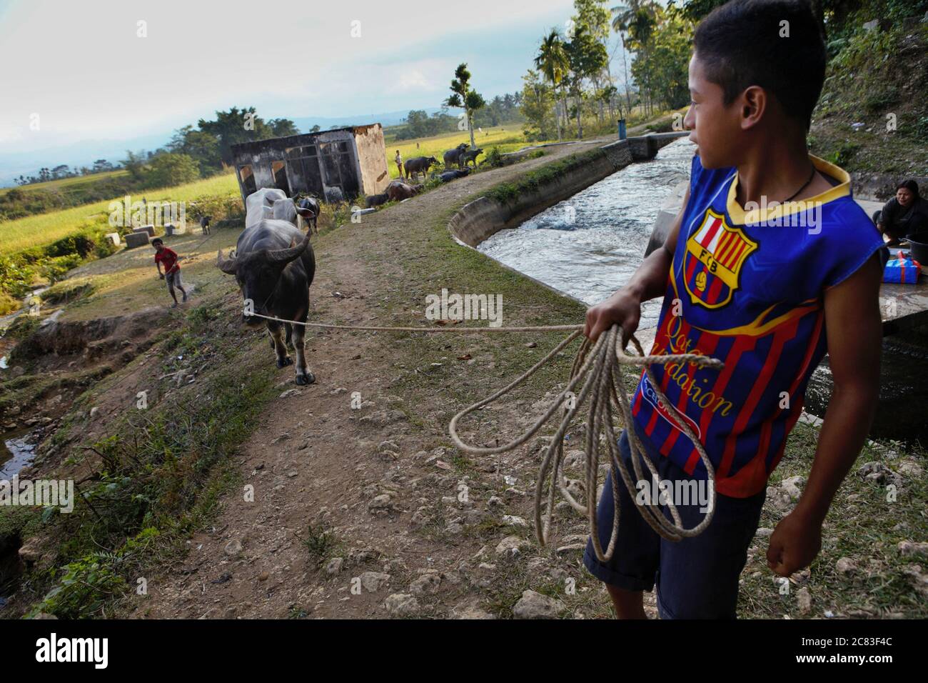 A child leading a water buffalo during dry season in Waikelo Sawah, one ...