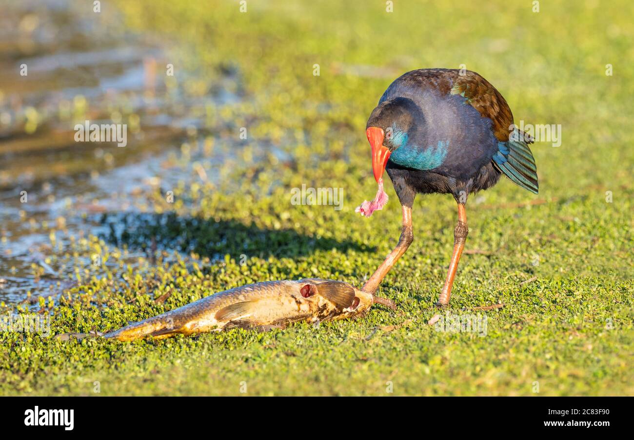 Perth western australia fish hi-res stock photography and images - Alamy