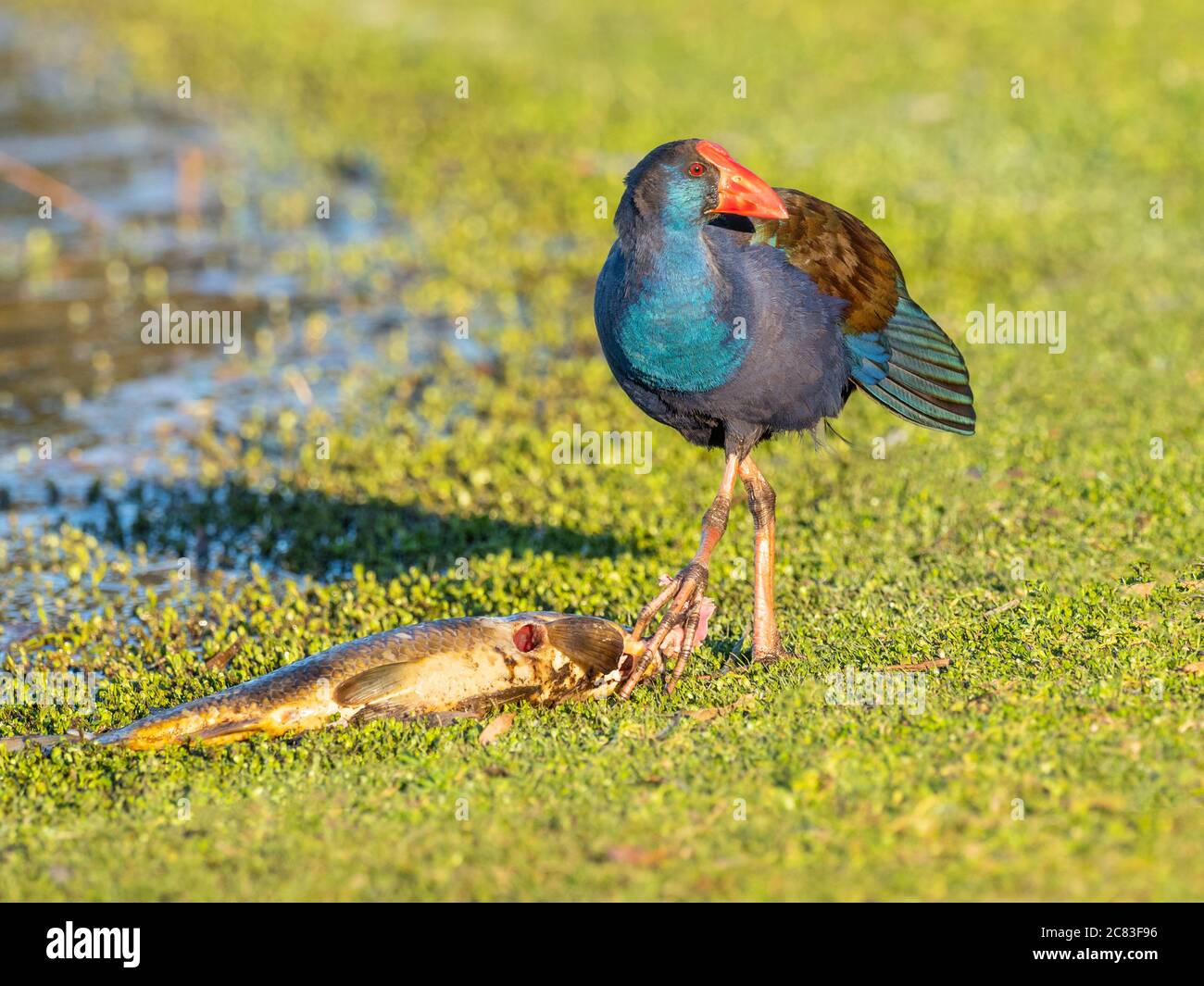 Australian carp hi-res stock photography and images - Alamy