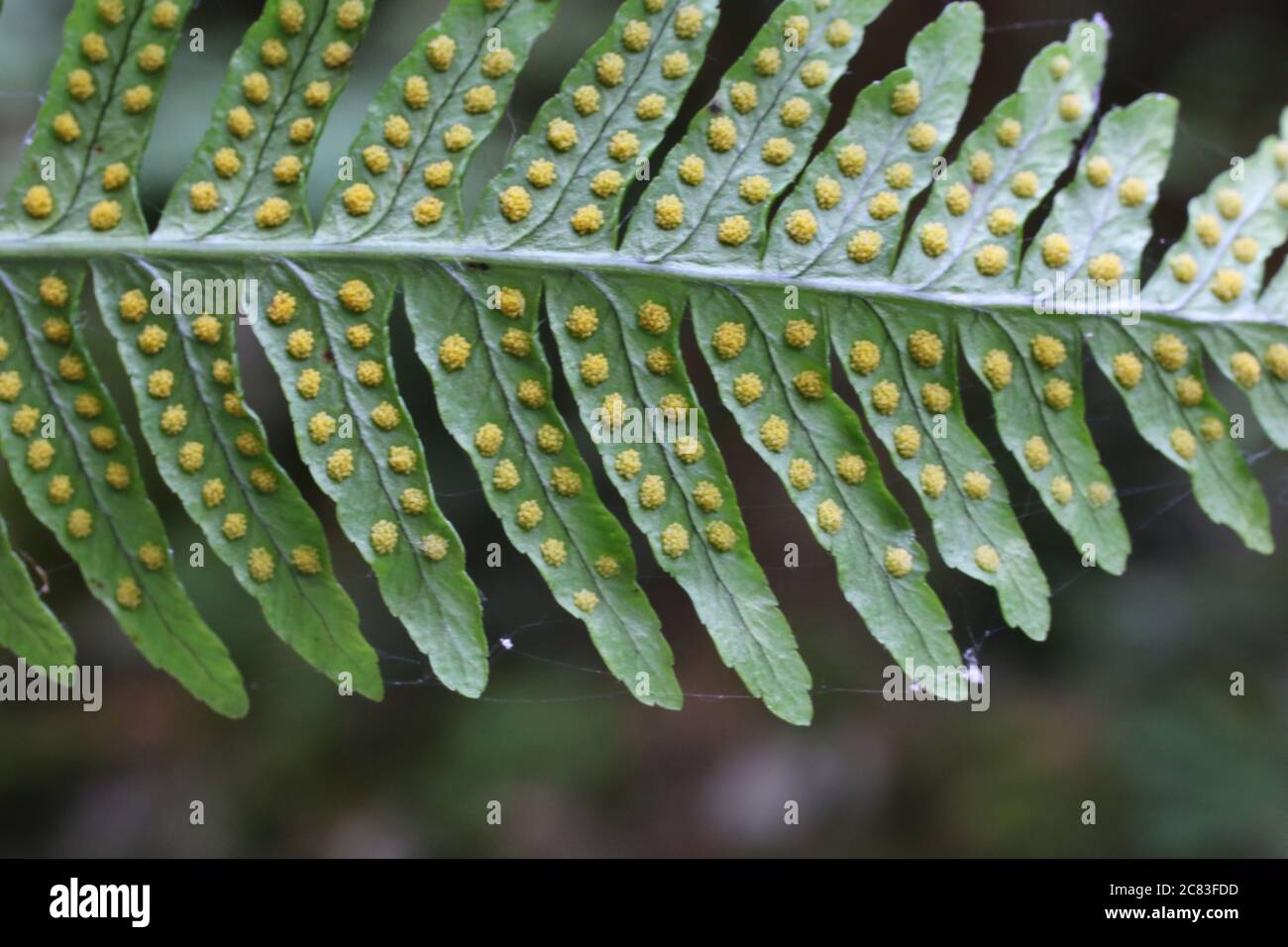 Polypodium vulgare, Common polypody. Wild plant shot in summer Stock ...
