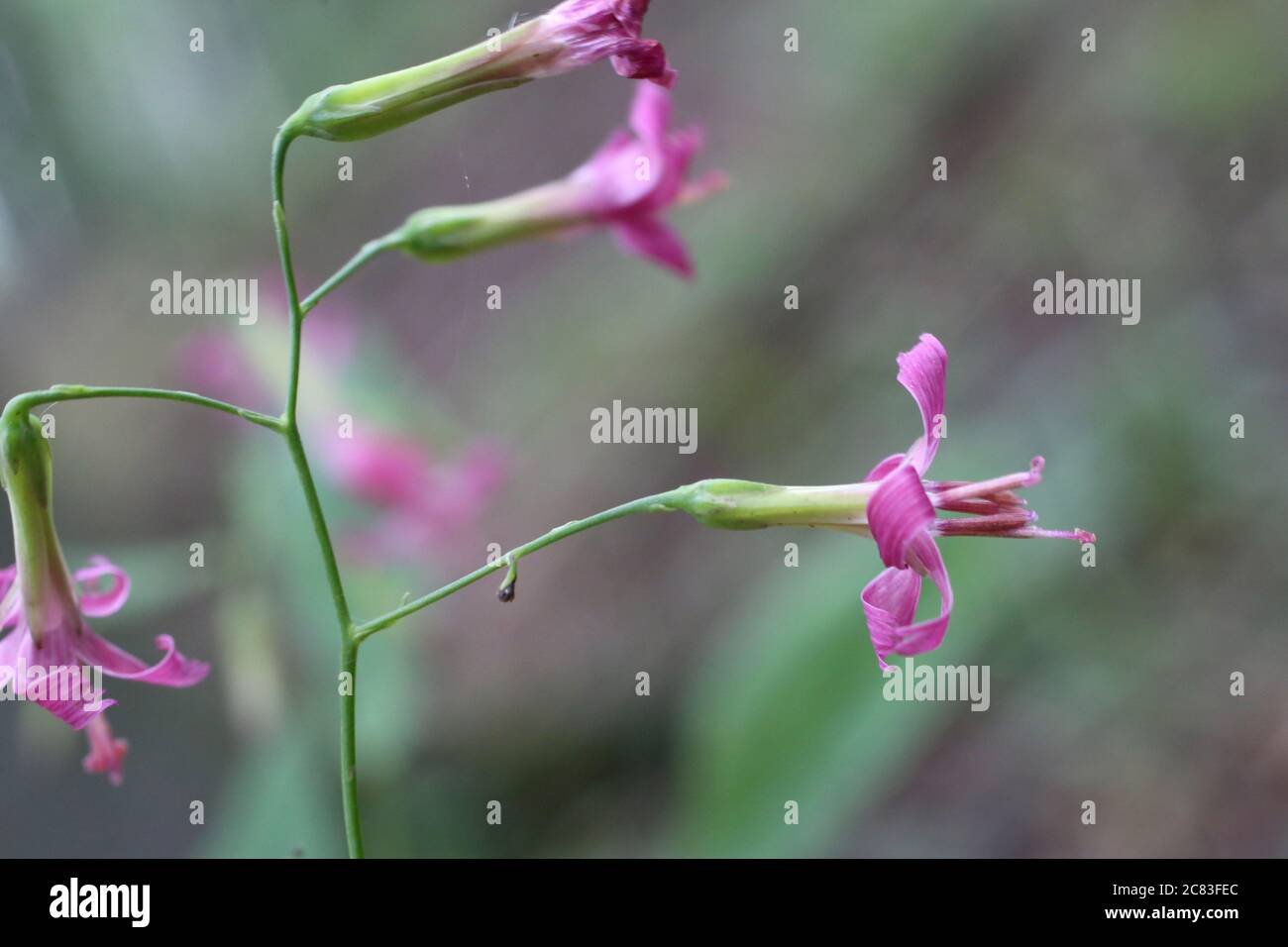 Prenanthes purpurea - Wild plant shot in summer Stock Photo - Alamy