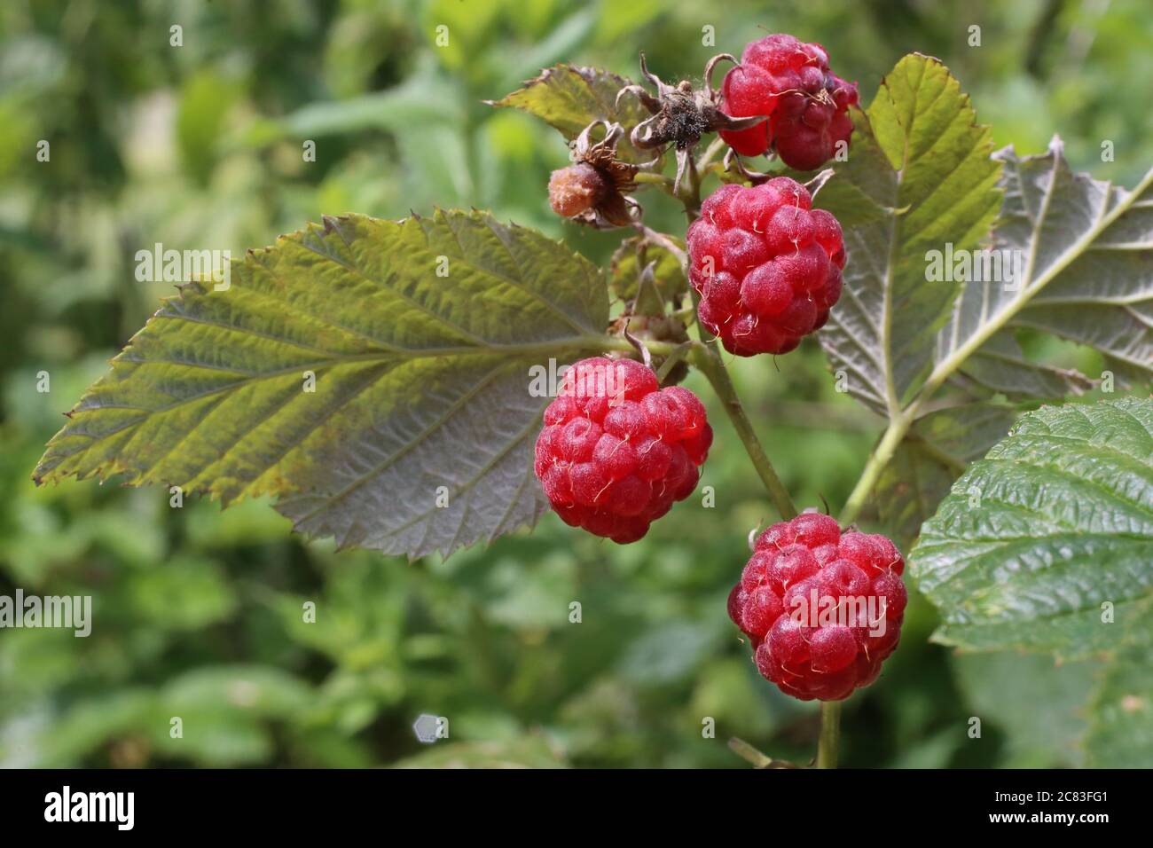 Rubus idaeus raspberry hi-res stock photography and images - Alamy