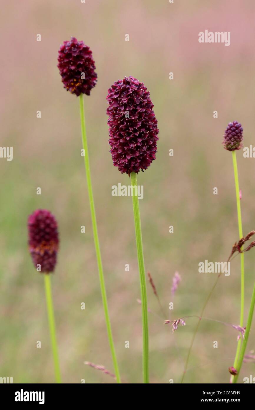 Sanguisorba officinalis, Great Burnet. Wild plant shot in summer Stock ...