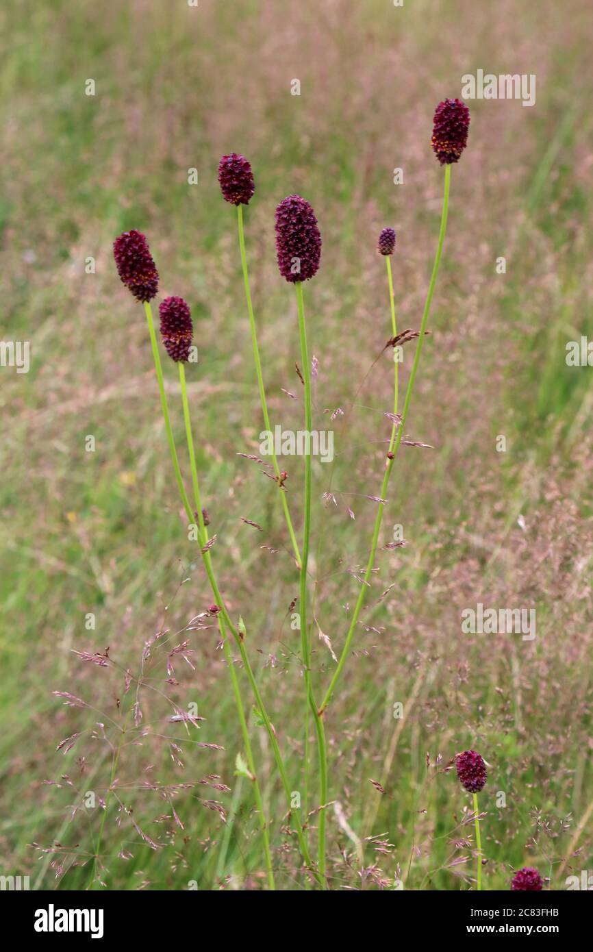 Sanguisorba officinalis, Great Burnet. Wild plant shot in summer Stock ...