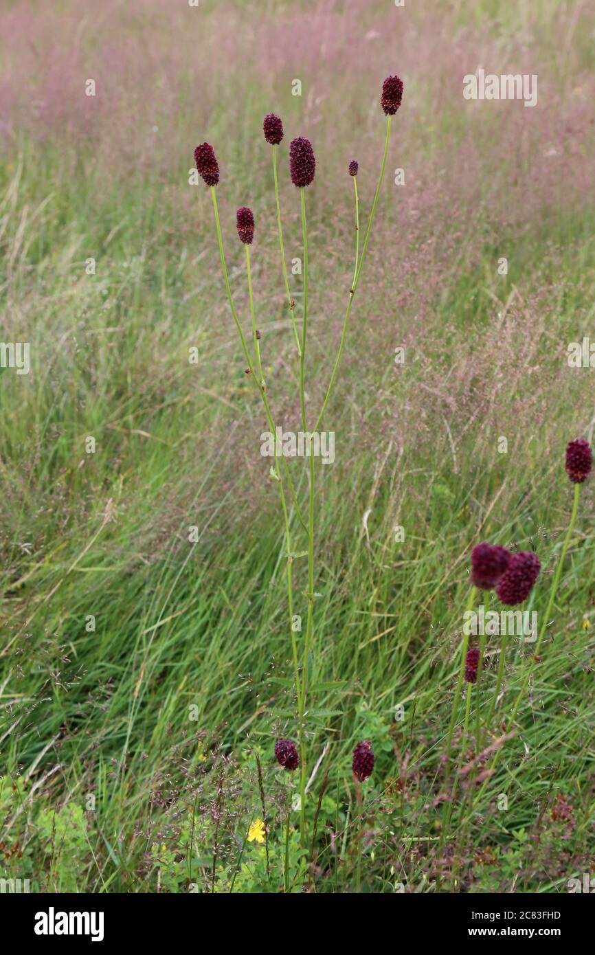 Sanguisorba officinalis, Great Burnet. Wild plant shot in summer Stock ...