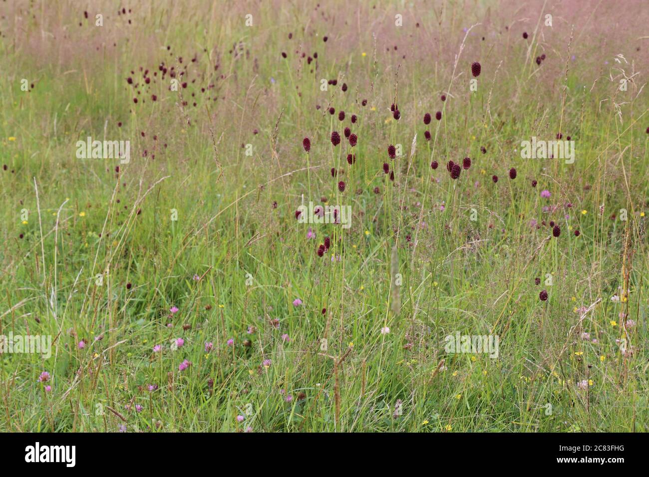 Sanguisorba officinalis, Great Burnet. Wild plant shot in summer Stock ...