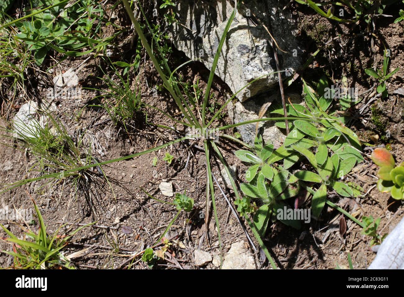 Podospermum hi-res stock photography and images - Alamy