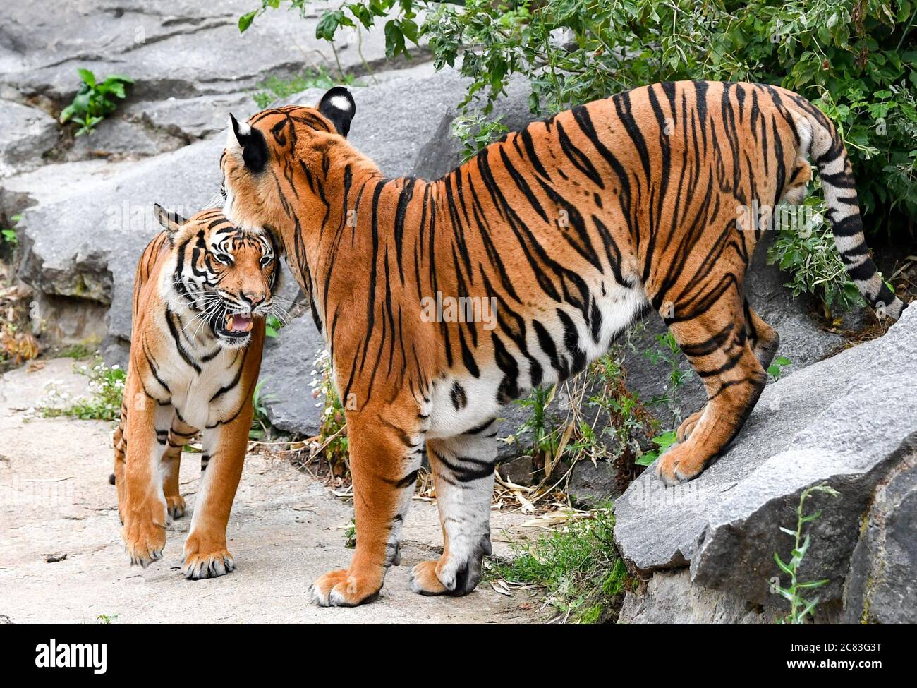 Tropical Rainforest Animals Tigers